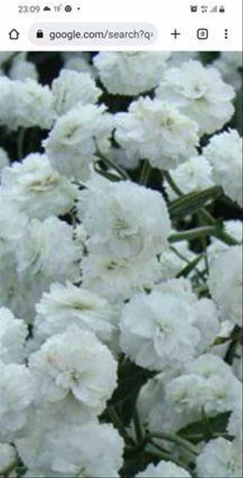 Гипсофила метельчатая Бристол Фейри