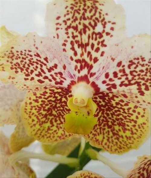 Орхидея ванда цветущая