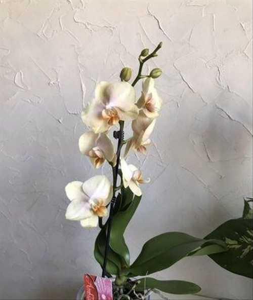 Орхидея фаленопсис Мальмо цветет