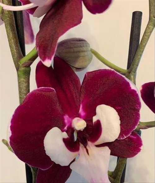 Орхидея фаленопсис Санта
