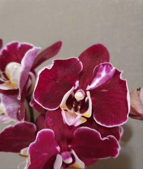 Фаленопсис орхидея мутант