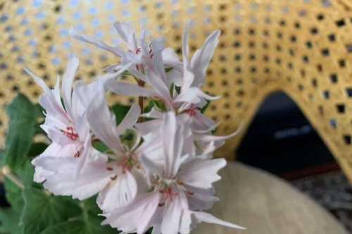 Пеларгония гвоздичная, взрослое растение