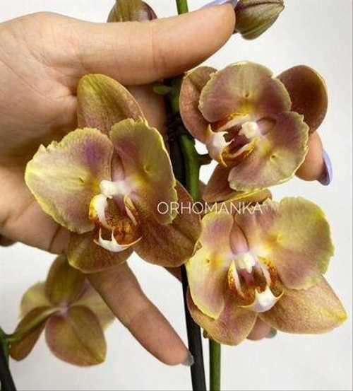 Орхидея фаленопсис Брион бабочка