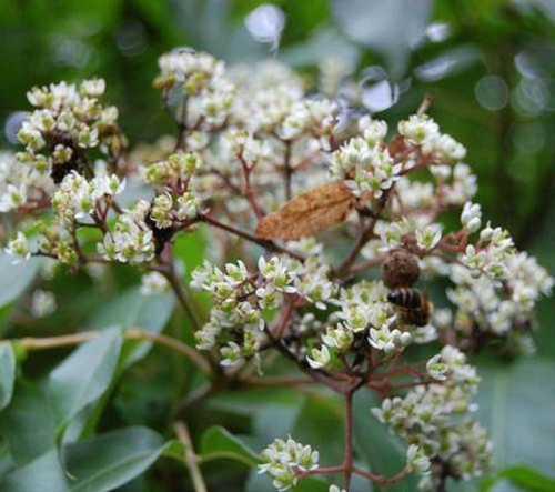 Семена эводия Даниэля, медонос, растения медоносы
