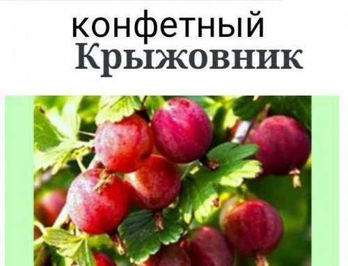 Крыжовник, 4 сорта. Доставка