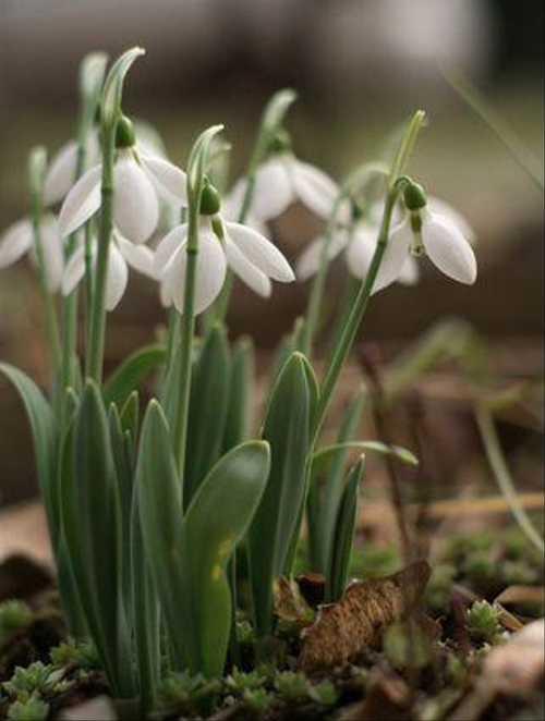 Подснежники луковицы