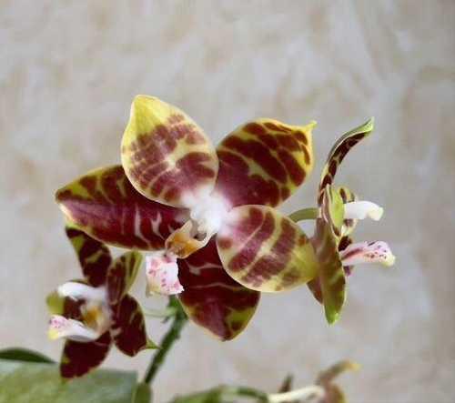 Орхидея фаленопсис P.Yaphon Sir
