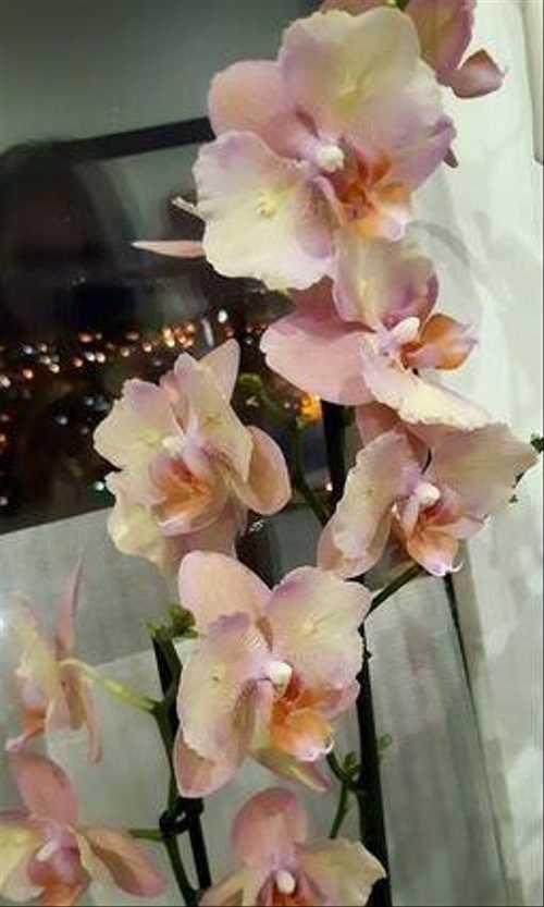 Орхидея фаленопсис Легато (бабочка)