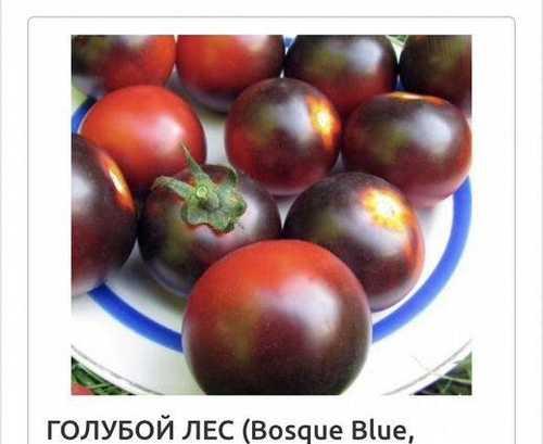 Рассада томатов Голубой лес