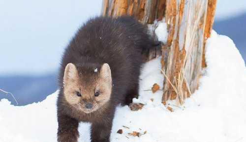 Шкурки соболя куници
