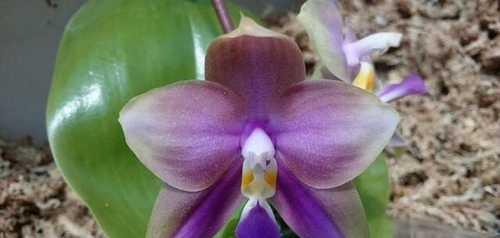 Орхидея фаленопсис Mituo Blue Bear ' Mituo # 1'