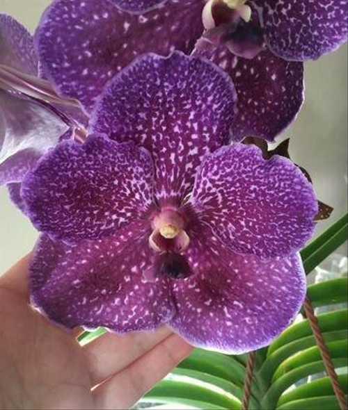 Орхидея ванда, цветёт v. Happy gifu "starry night"