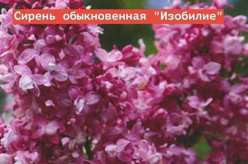 Сирень обыкновенная Изобилие /С3