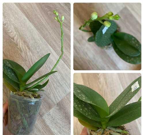 Орхидея пульчерима пинк