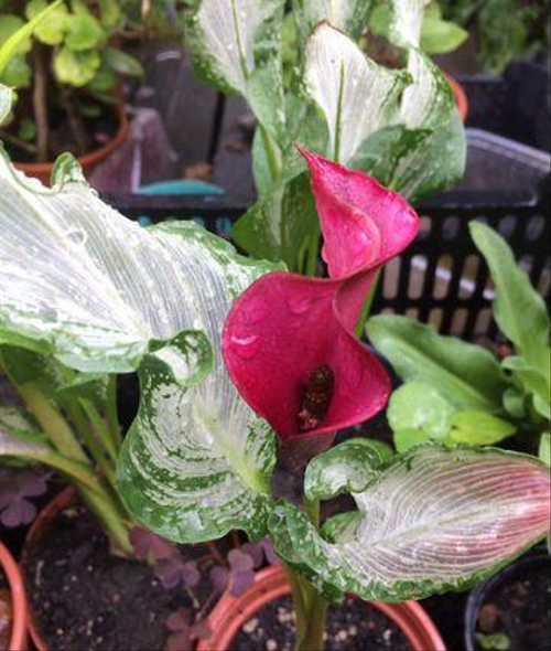 Калла и ананасная лилия в продаже