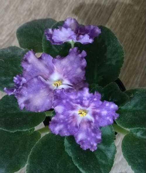 Н-Пасодобль (Н.Бердникова) N-Pasodoblj (N.Berdnikova) - VIOLETVIOL PLANTS COLLEC