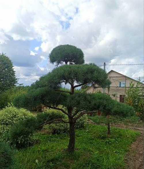 Ниваки, садовый бонсай, топиары