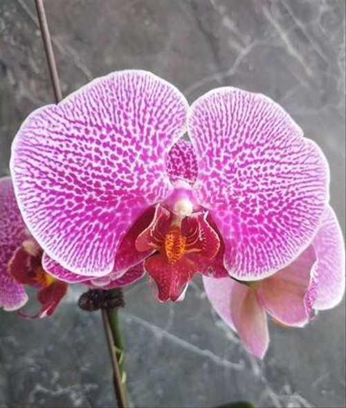 Орхидея фаленопсис Большой Орлеан