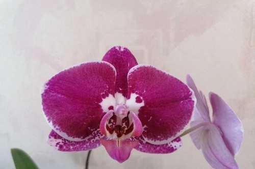 Орхидея фаленопсис OX Spot Queen от мики орхидс