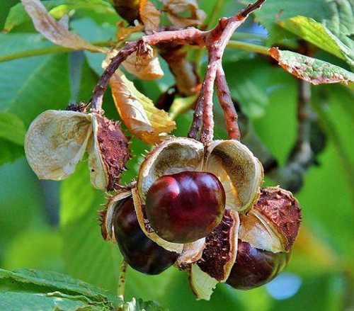 Саженец Каштан конский