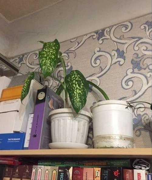 Диффенбахия