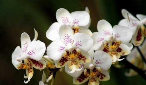 Орхидея фаленопсис Stuartiana Sogo