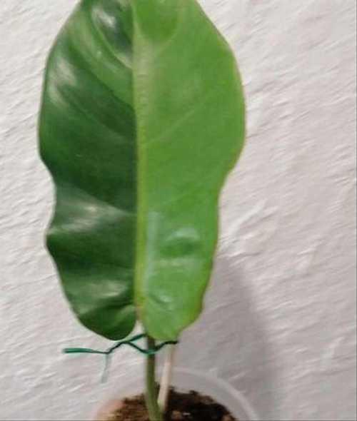 Филодендрон Пин Тонг, т 38, т32 (Serrate Leaf)