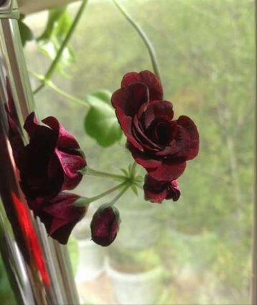 Герань пеларгония Royal Black Rose