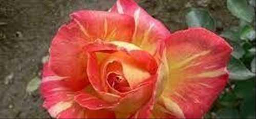 Розы чайно-гибридная Карибия (саженцы)