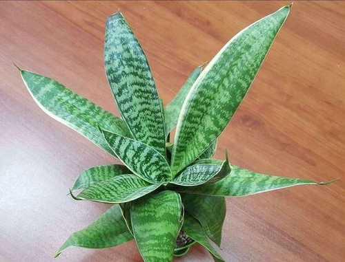 Sansevieria Trifasciata Hahnii Gild Edge