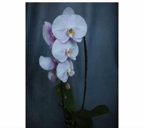 Орхидея фаленопсис-грандифлора Pink lady