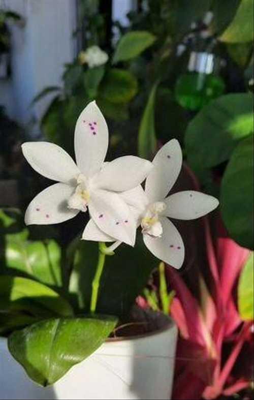Орхидея фаленопсис Dream diamond, Клеопатра