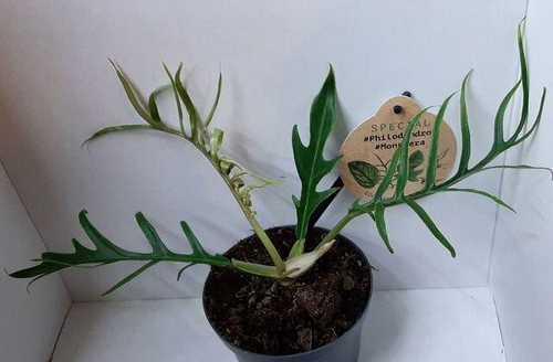Филодендрон Тортум (Philodendron Tortum)