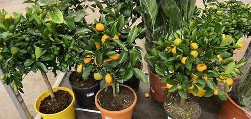 Лимонное Мандариновое дерево/Кумкват/Лимон/Мандари