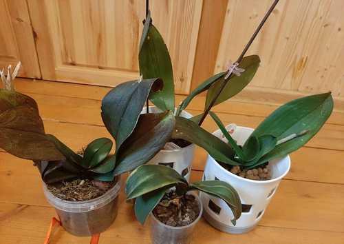 Орхидея-реанимашка фаленопсис 4 штуки