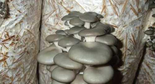 Субстратые блоки грибов вешенка