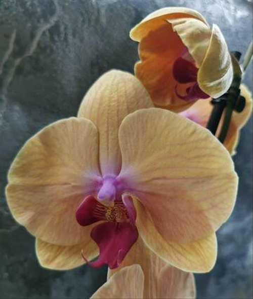 Орхидея фаленопсис карибская мечта