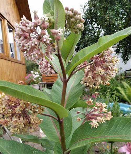 Ваточник сирийский