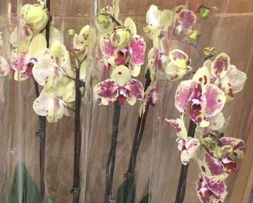 Орхидея фаленопсис редкая 60-75см 960110