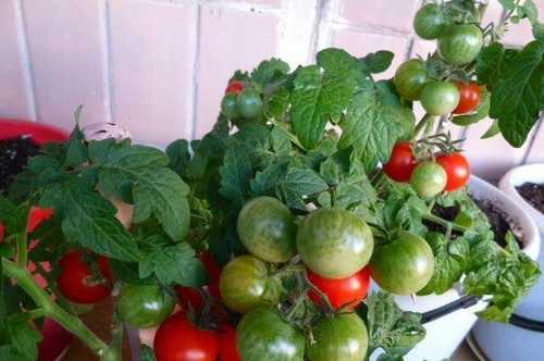 Комнатные и балконные томаты-черри