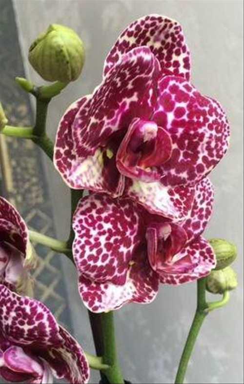 Орхидея фаленопсис мутант