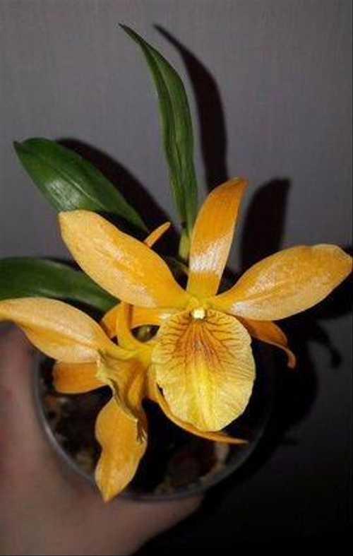 Орхидея дендробиум stardust