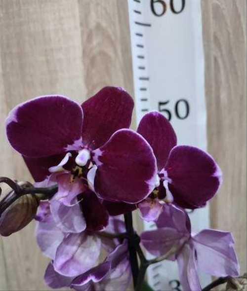 Орхидея Отелло