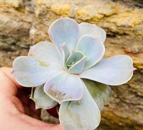 Суккулент Echeveria Lilacina