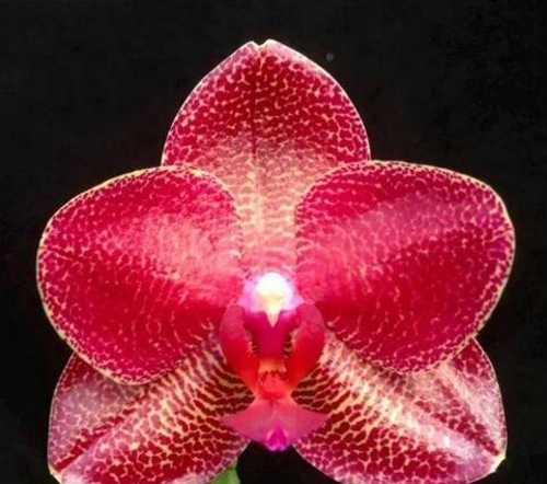 Орхидея фаленопсис Mituo sun Mituo #1