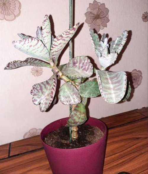 Каланхоэ“Куропатка” (Kalanchoe figuereidoi)