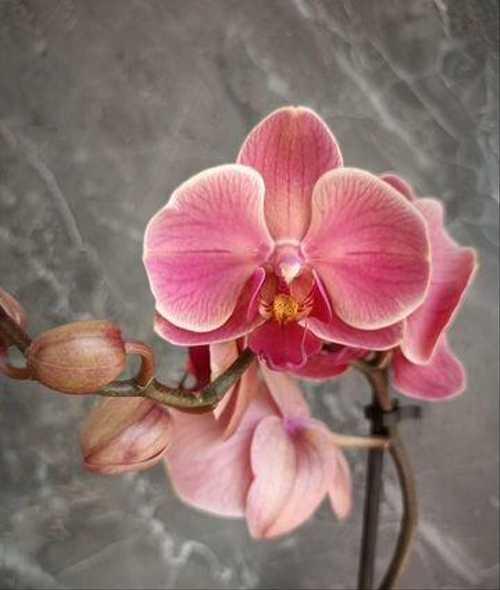 Орхидея фаленопсис Narbonna
