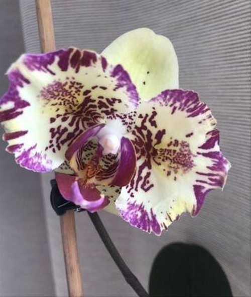 Орхидея бабочка орхидея Phal. I-Hsin Spot Leopard