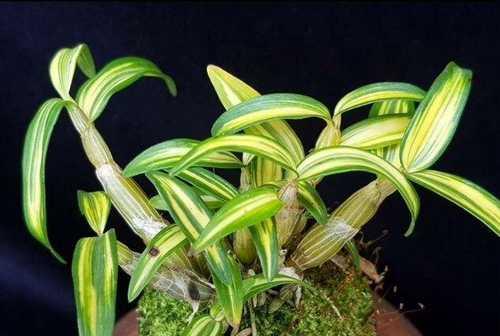 Продам орхидеи дендробиумы монилиформе