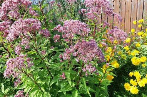 Многолетнее растениепосконник(Eupatorium)